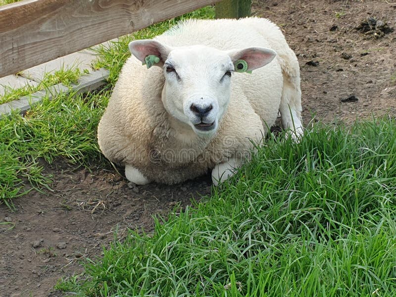 Chewing Sheep Looking into the Camera Stock Image - Image of herd ...