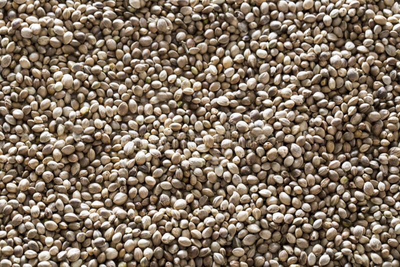 White Chia, diet stock image. Image of nutrient, antioxidants - 166536799