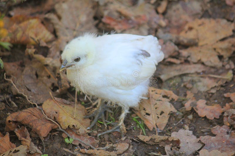 White Chick in the Field of the Farm Stock Photo - Image of field, beak ...