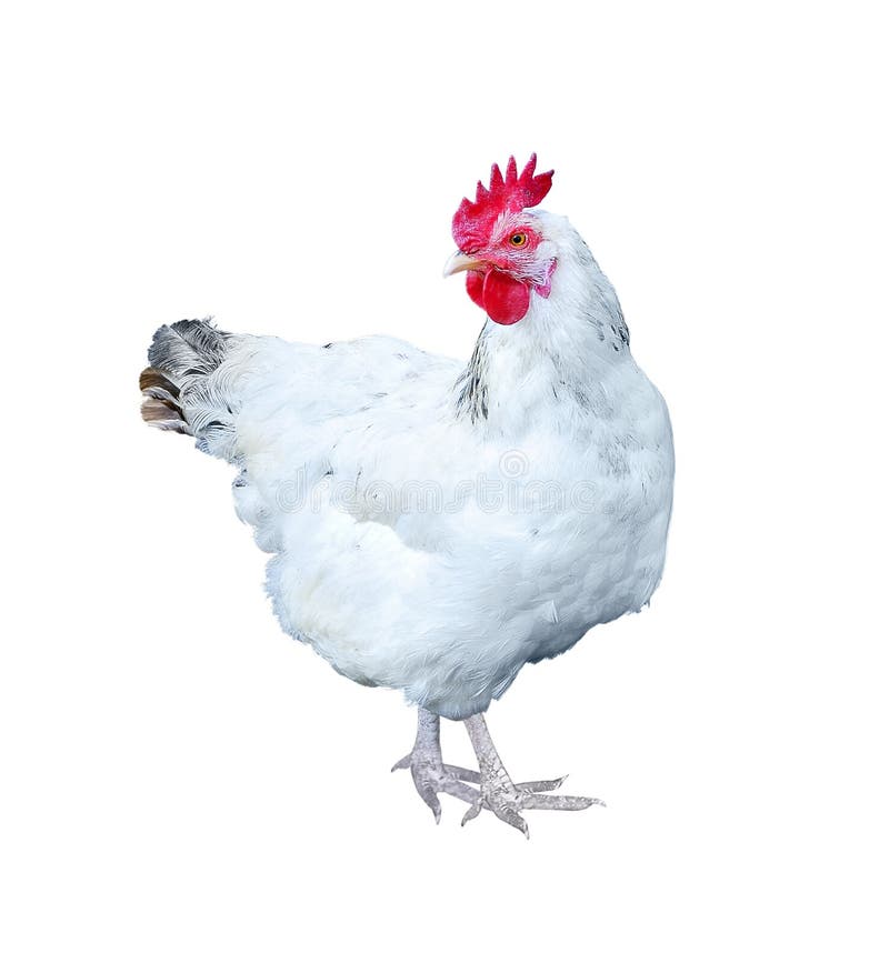 White hen stock image. Image of rural, poultry, white - 14168261