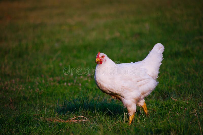 White Chicken stock photo. Image of farmyard, meal, green - 15443706