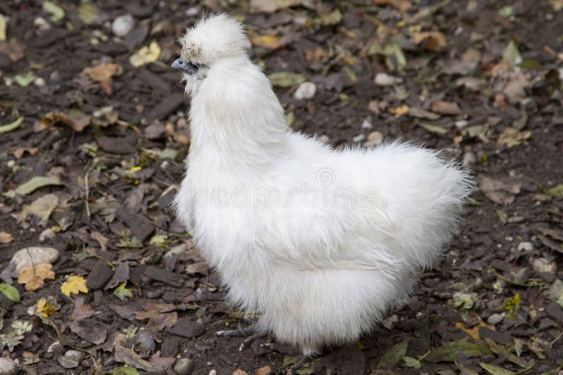 White chicken stock photo. Image of chicken, white, side - 16326766