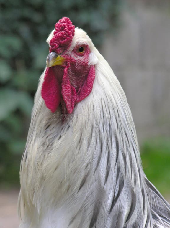 White Chicken stock photo. Image of animal, cluck, profile - 205762