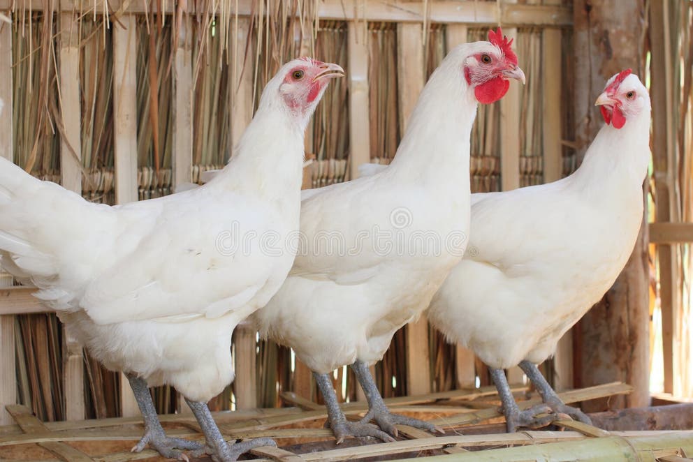 White chicken. stock photo. Image of life, cluck, bird - 26055862