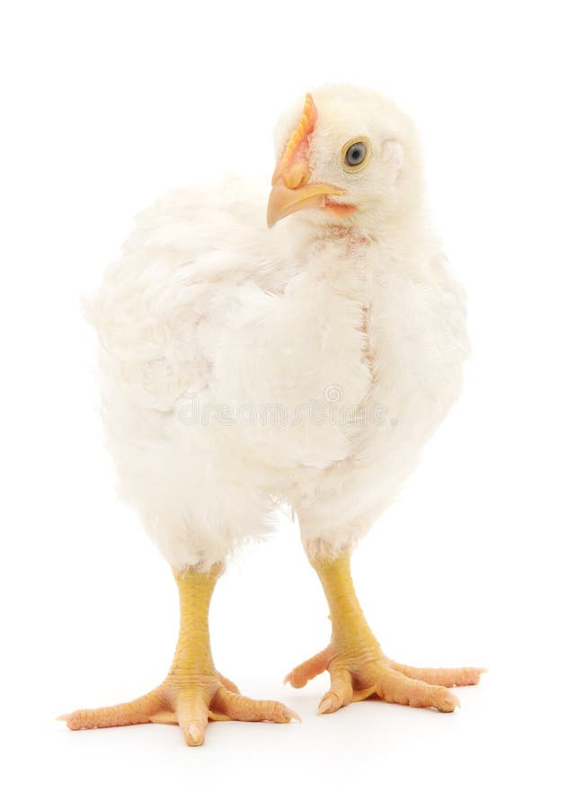 Araucana Chicken, in Front of a White Background Stock Image - Image of ...