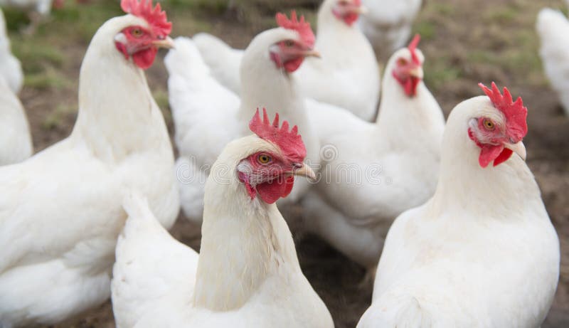 White chicken stock photo. Image of white, outdoor, range - 38047318