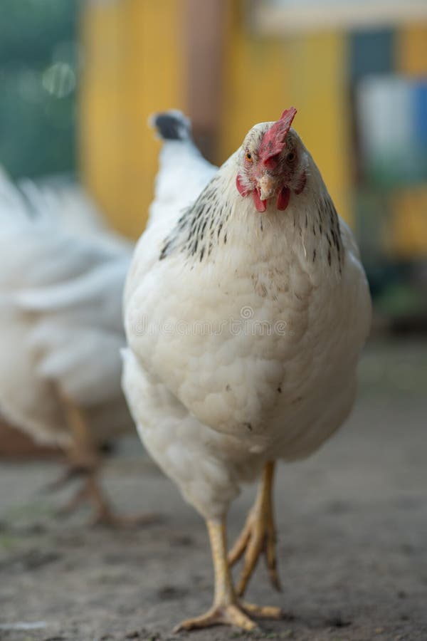A White Chicken with Black Markings on the Neck and a Red Comb is ...