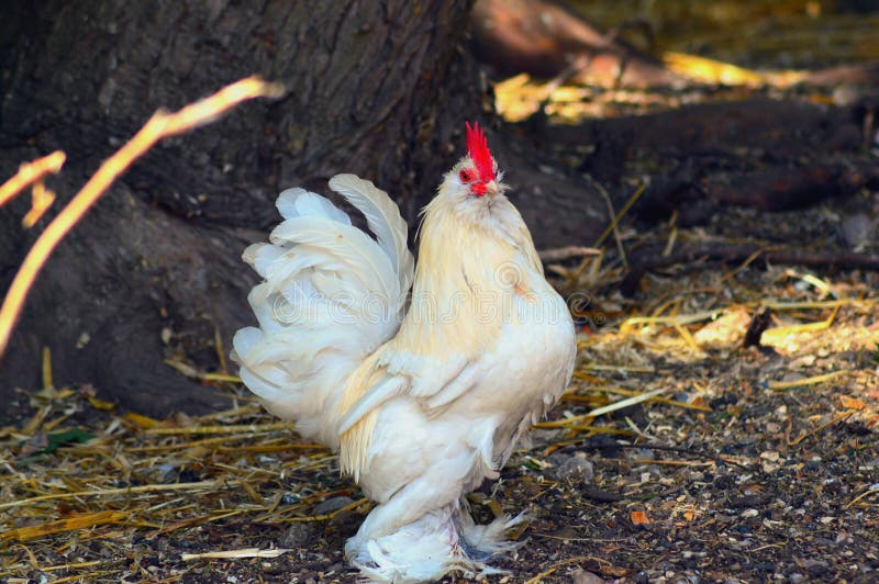 White Chicken - Booted Bantam Stock Image - Image of standing, feather ...
