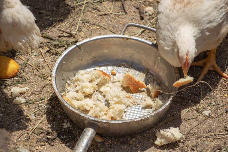 White Chicken Broilers in the Barnyard Eating Bread, Farm Poultry Stock ...