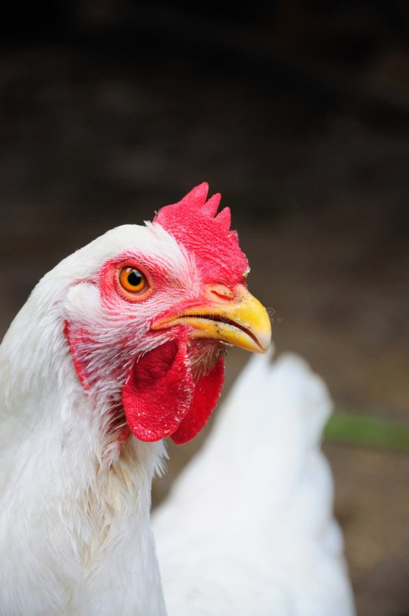 The white stock image. Image of barnyard, chicken, fowl - 1318641