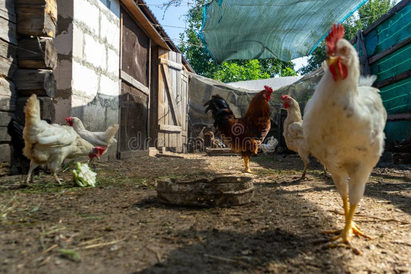 White Chicken in the Chicken Coop Yard Stock Photo - Image of backyard ...
