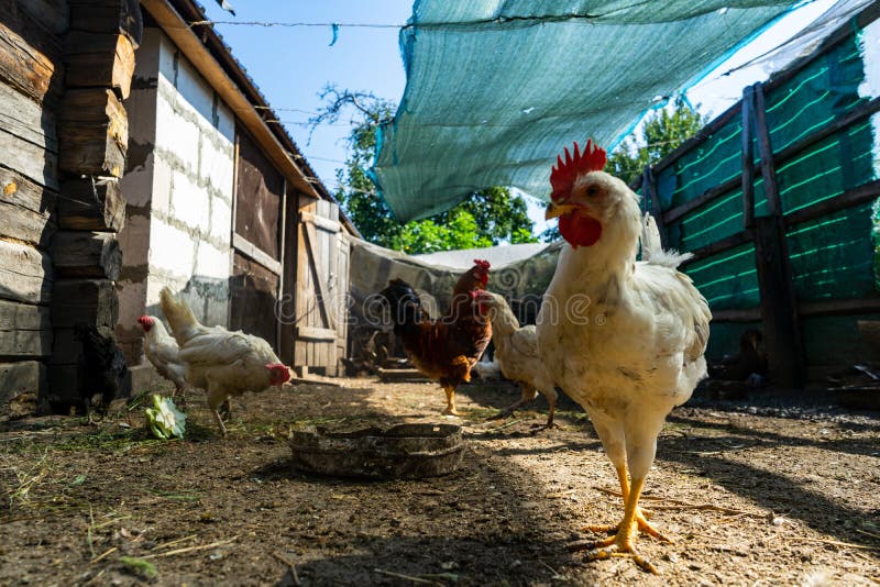 White Chicken in the Chicken Coop Yard Stock Photo - Image of livestock ...