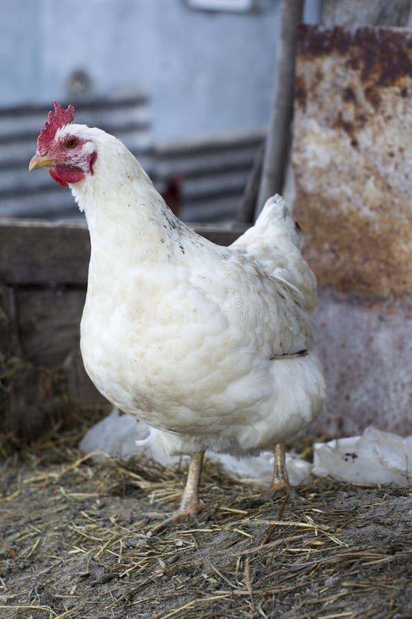 White chicken. stock photo. Image of countryside, look - 58095506