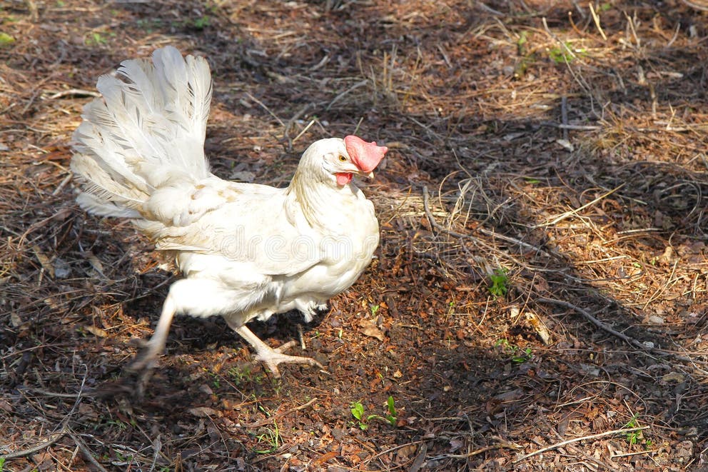 White Chicken Digging in the Ground in the Backyard. Stock Photo ...