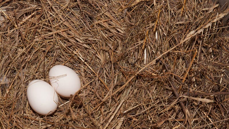 White Chicken Eggs in a Nest Stock Image - Image of nest, market: 193363205