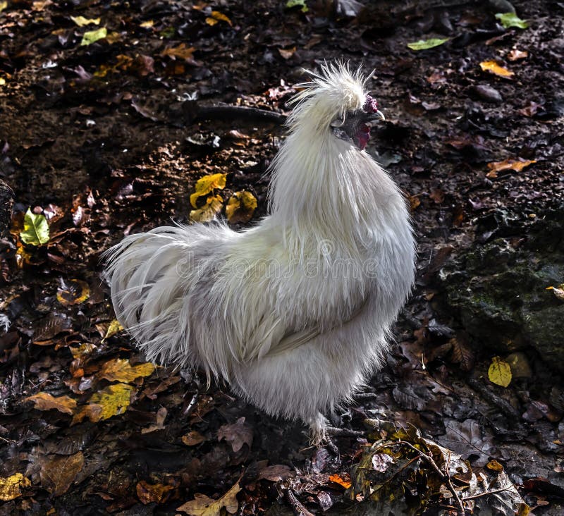 White Chicken on Fallen Leaves 1 Stock Photo - Image of decorative ...