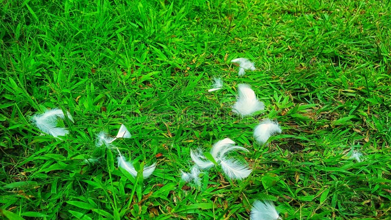 White Chicken Feathers on Green Grass in the Yard Stock Image - Image ...