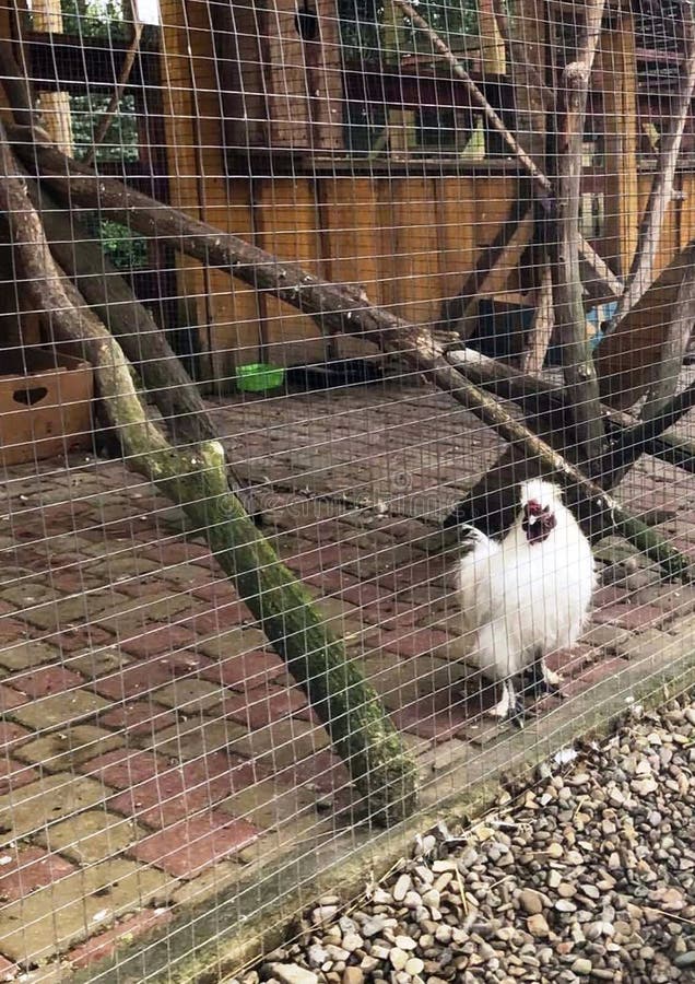 142. a White Chicken in a Fence at the Zoo Stock Photo - Image of ...