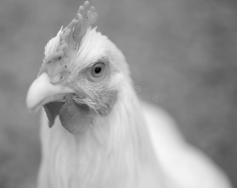 White Chicken Getting Up Close To the Camera Stock Image - Image of ...