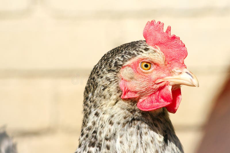 Chicken Head in Farm. Animal Head Stock Photo - Image of brown, feather ...