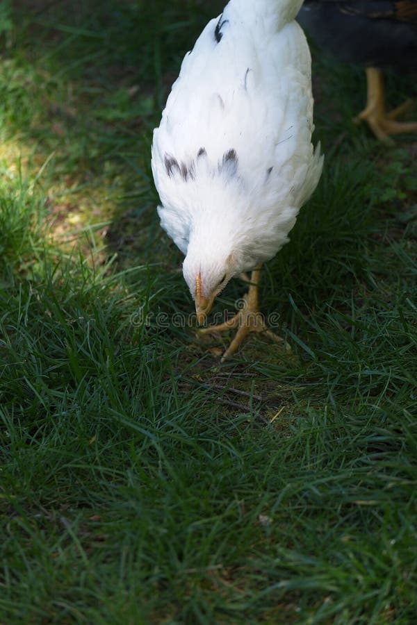 White Chicken with Black Feathers Walking in the Green Grass Stock ...
