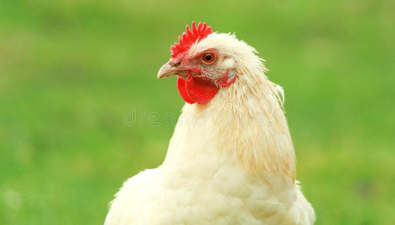White chicken looking left stock image. Image of green - 238088301