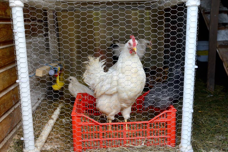 White Chicken, Hen Behind a Net on a Home Farm Stock Image - Image of ...