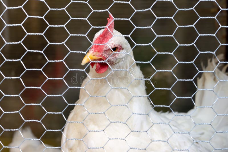 White Chicken, Hen Behind a Net on a Home Farm Stock Photo - Image of ...