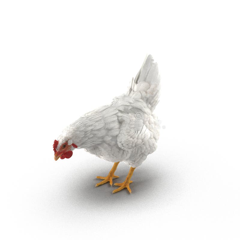 White Chicken or Hen on Bright. Front View. 3D Illustration Stock ...