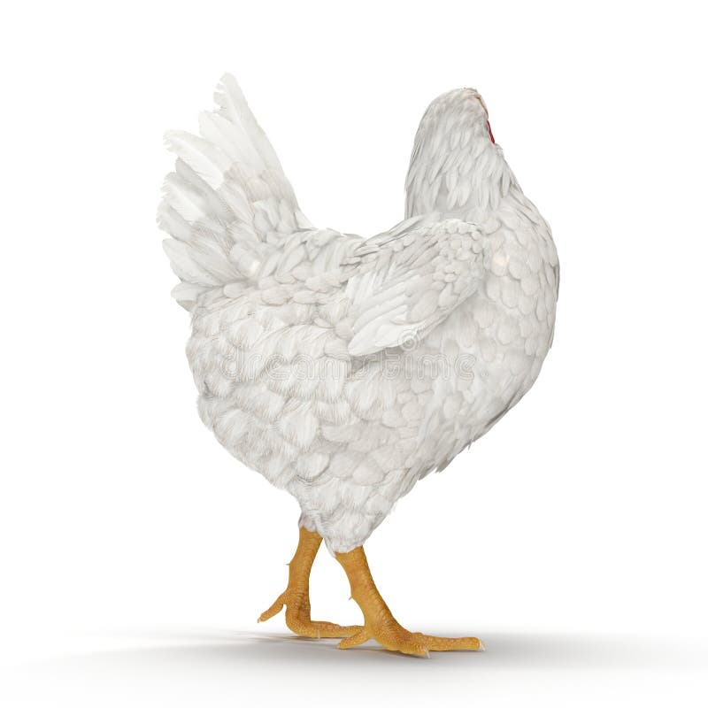 White Chicken or Hen on Bright. Front View. 3D Illustration Stock ...