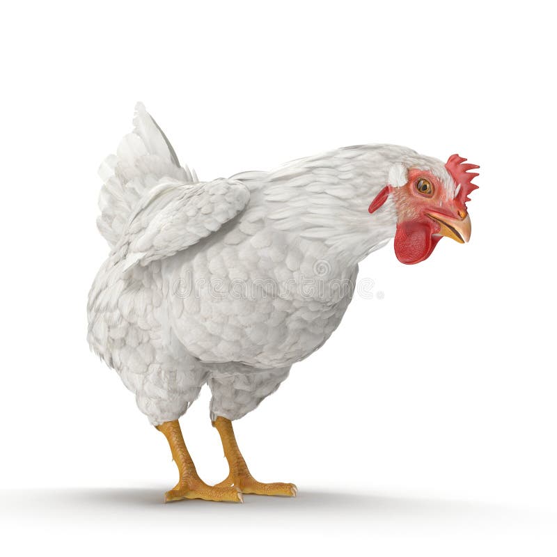 White Chicken or Hen on Bright. Front View. 3D Illustration Stock ...