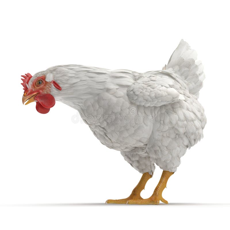 White Chicken or Hen on Bright. Front View. 3D Illustration Stock ...