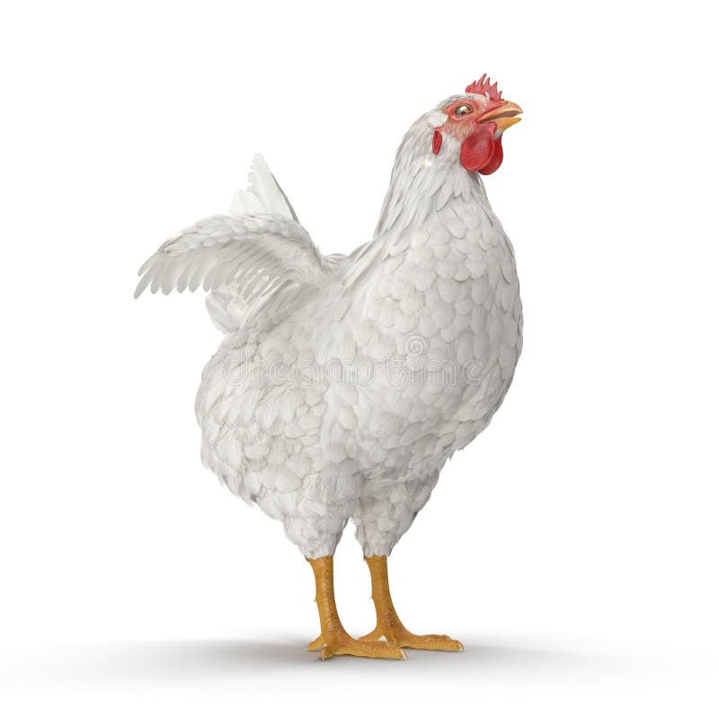 White Chicken or Hen on Bright. Front View. 3D Illustration Stock ...