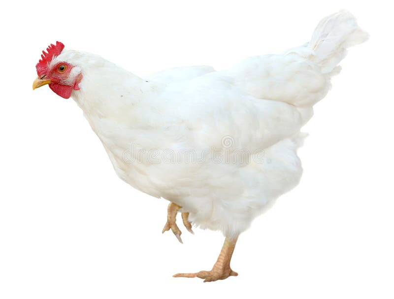 White chicken stock photo. Image of bird, close, farm - 7009886 White chicken stock photo. Image of bird, close, farm - 7009886