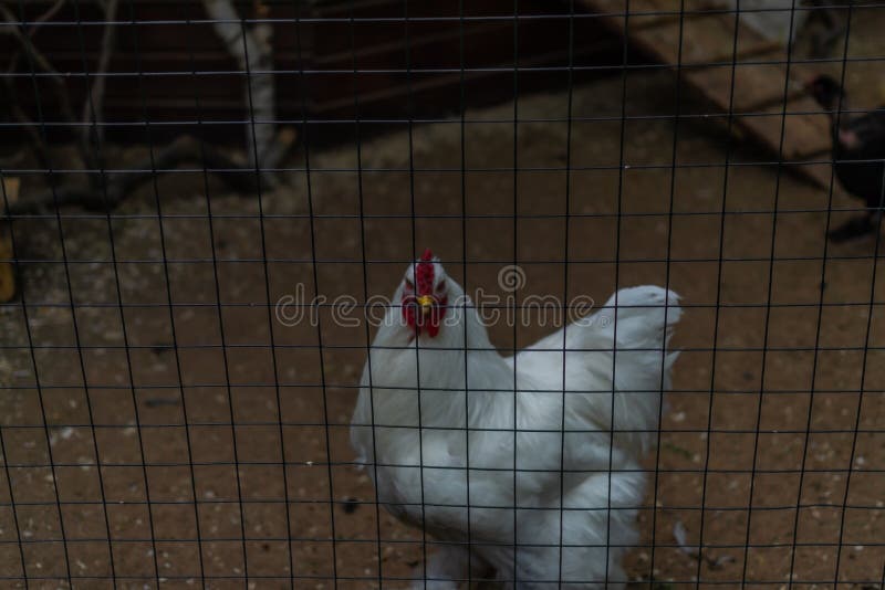 White Chicken Hen with Red Tuft in a Cage Behind a Net Cell Coop Stock ...