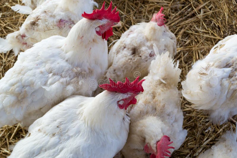 White Chicken Hens Roosters 2 Stock Image - Image of weak, roosters ...