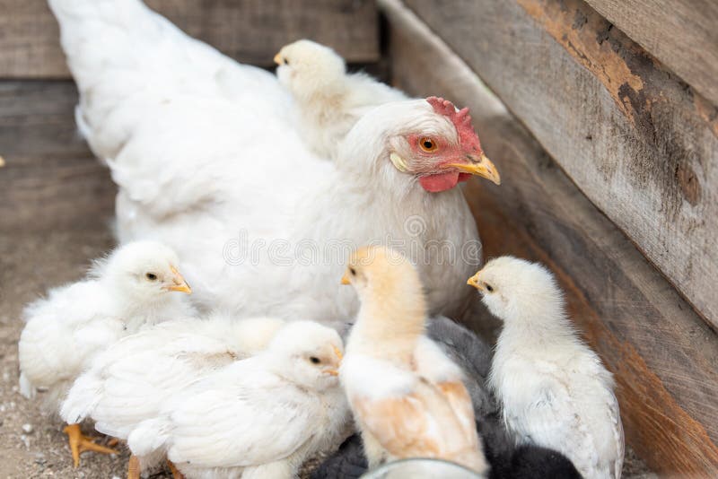 White Chicken and Little Chickens Stock Image - Image of mother ...