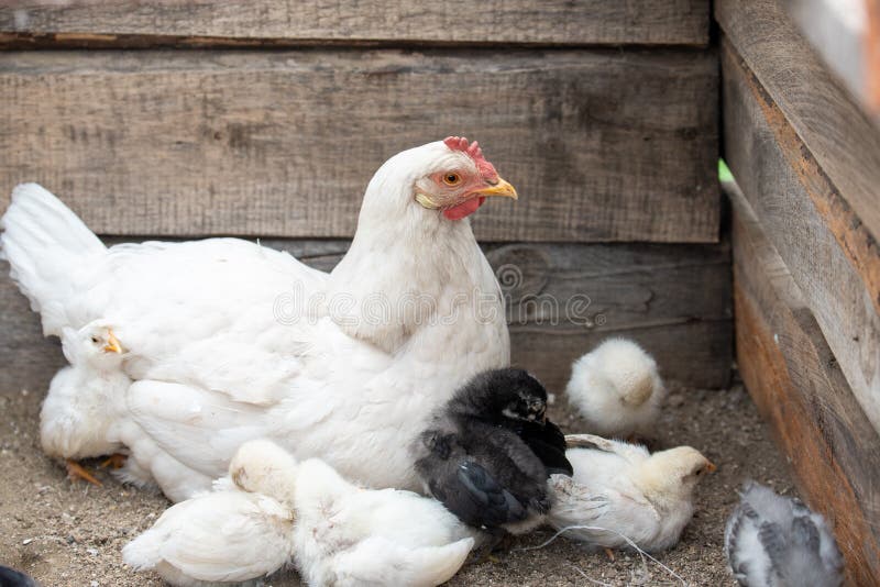 White Chicken and Little Chickens Stock Image - Image of chicks ...