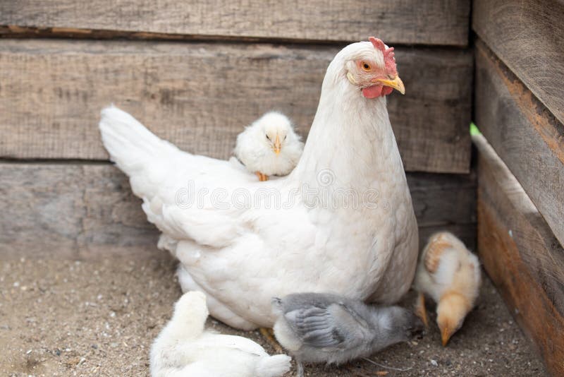 White Chicken and Little Cute Chickens in the Cage Stock Photo - Image ...