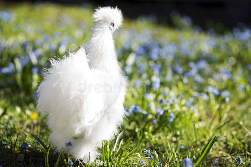 Poultry - Backyard Chickens Stock Photo - Image of attentive, chicken ...