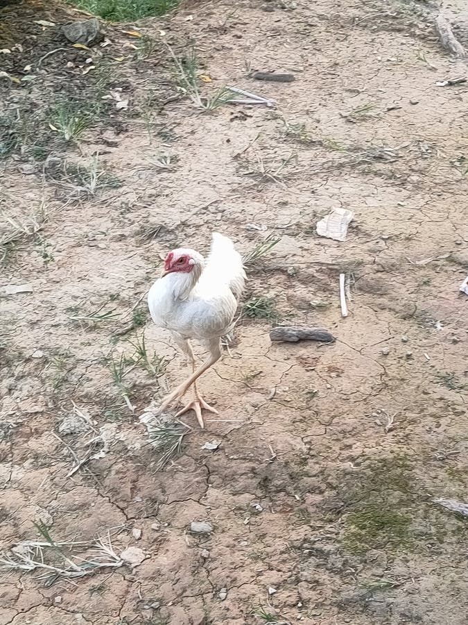 White chicken meme funny stock image. Image of leisure - 285573315