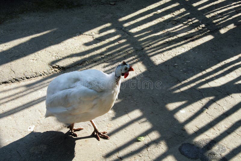 White Chicken in an Openwork Shadow Stock Photo - Image of grass, white ...