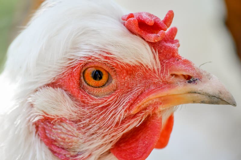 Chicken Portrait Stock Photos - Download 14,682 Royalty Free Photos
