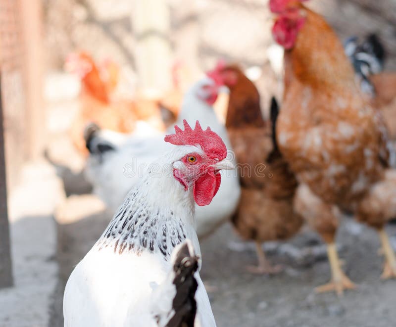 White Chicken in a Poultry Farm Looking at the Camera Stock Photo ...