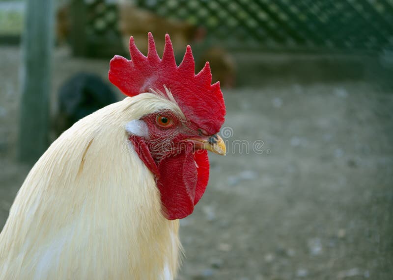 Rooster Side Eye View into Outside Enclosure Stock Image - Image of ...