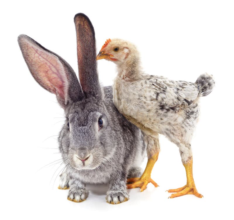 Chicken and rabbit stock image. Image of beautiful, affectionate ...