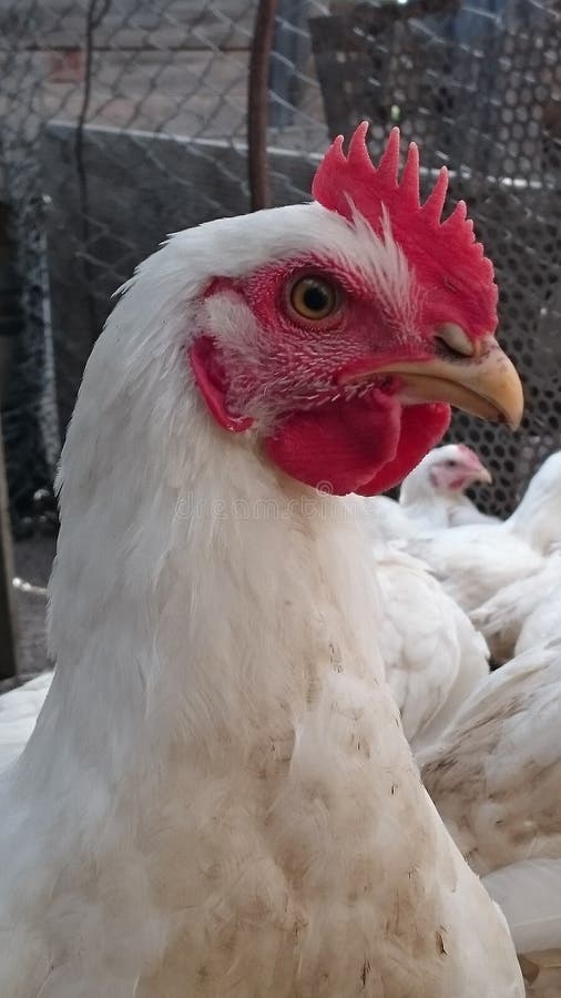White Chicken. Real Scenery Stock Photo - Image of chicken, scenery ...