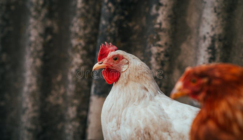 White Chicken with Red Comb in Barnyard Setting with Brown Hens Nearby ...