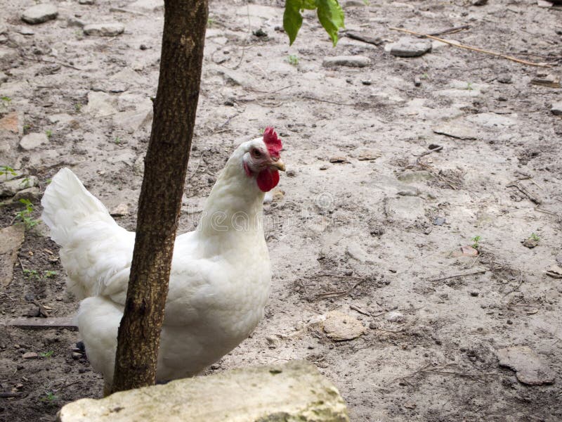 A White Chicken with a Red Tuft Looks Out from Behind a Tree Stock ...