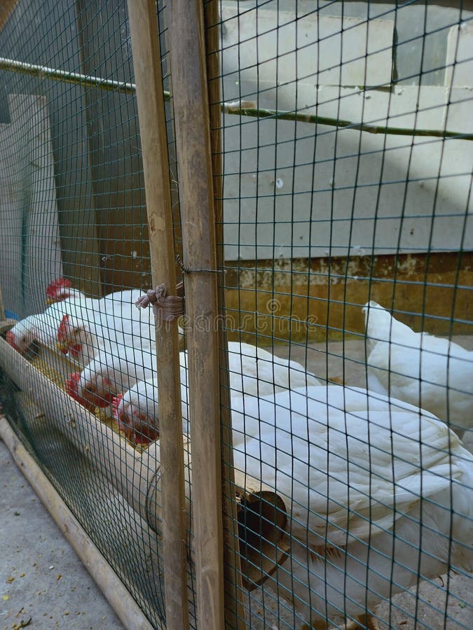 White Chicken Rooster Eating Voraciously in the Coop Stock Image ...